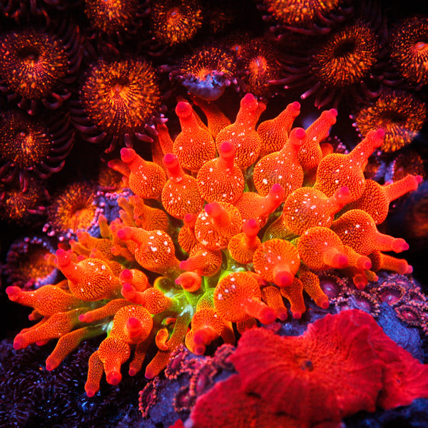 JC Ultra Speckled Bubble Tip – Jersey Corals