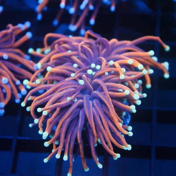 JC Serendipity – Jersey Corals