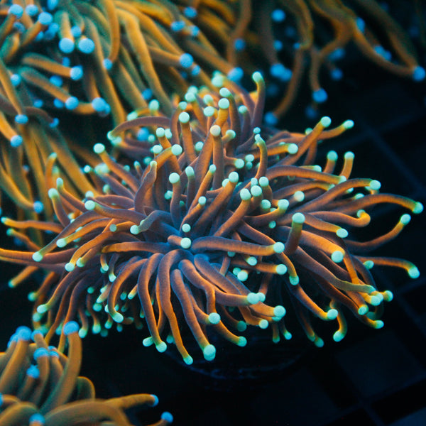 JC Serendipity – Jersey Corals