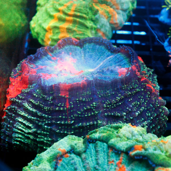 Acantho Show Size – Jersey Corals