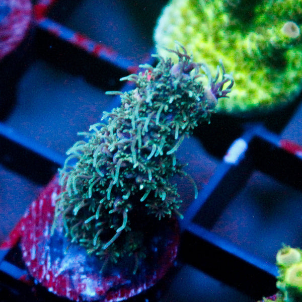 JC Underground – Jersey Corals