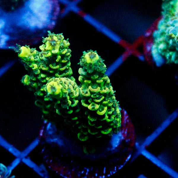 JC Reaper – Jersey Corals