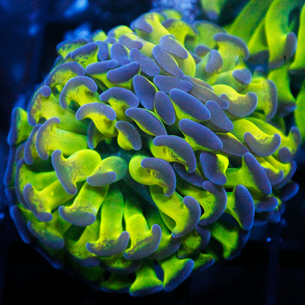 JC Bright Lights – Jersey Corals