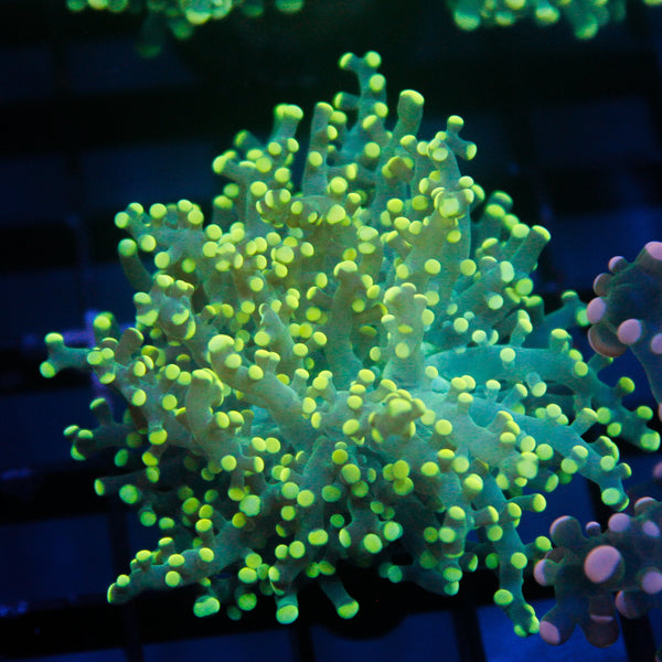 JC Neon Green Octo – Jersey Corals