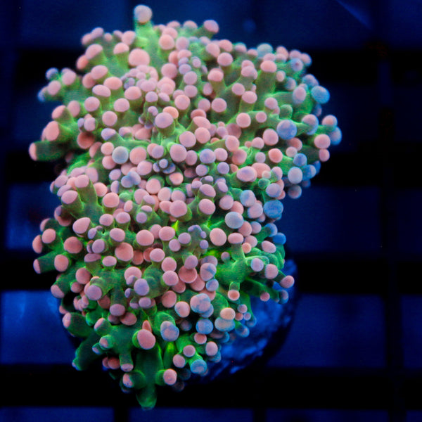 JC Cotton Candy Octo – Jersey Corals