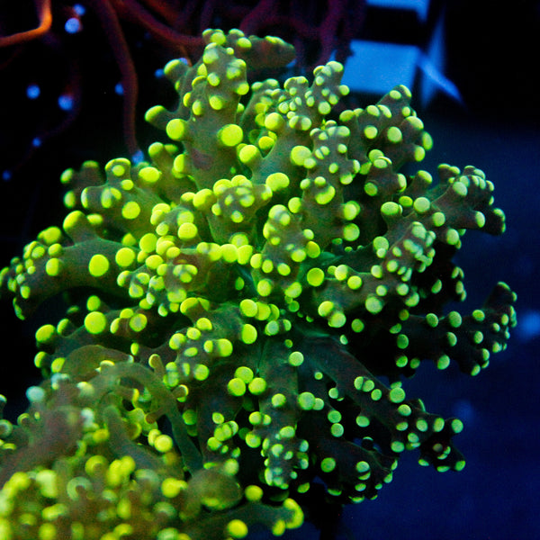 JC Neon Green Octo – Jersey Corals