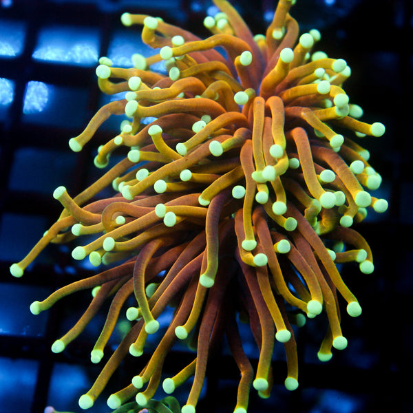 JC Gold Flare Torch – Jersey Corals