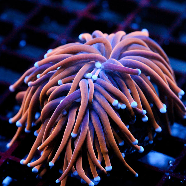 JC Goldilocks Torch – Jersey Corals