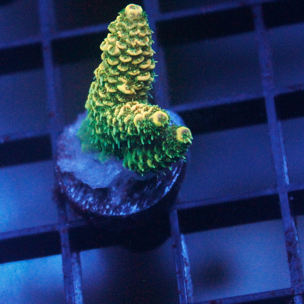 JC Sunset Milli – Jersey Corals