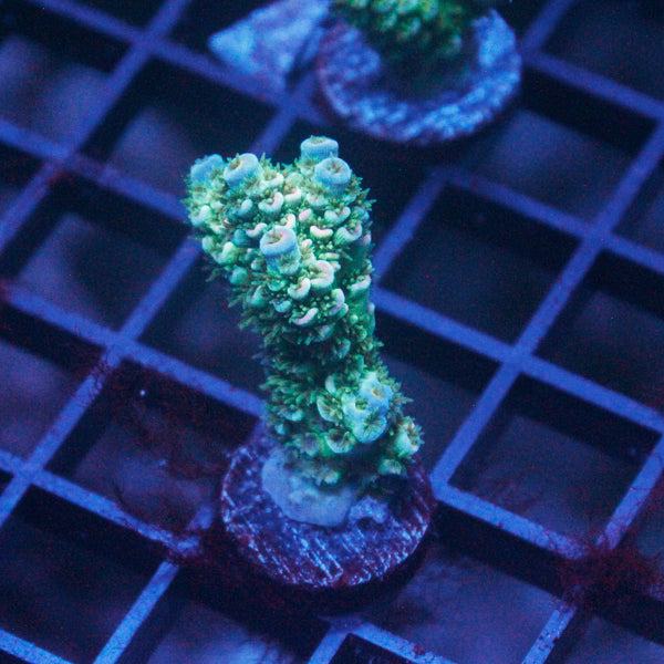 JC Ice Age – Jersey Corals