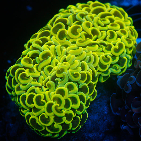 Neon Green Wall Hammer – Jersey Corals
