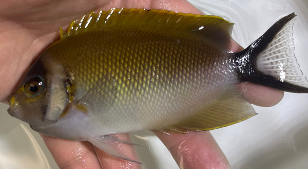 Masked Swallowtail Angelfish Trio - WYSIWYG – Jersey Corals