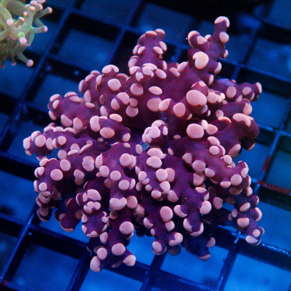 JC Dark Pink Tip Octo – Jersey Corals