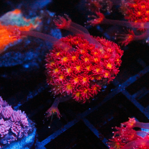 JC Rose Yellow Goni – Jersey Corals