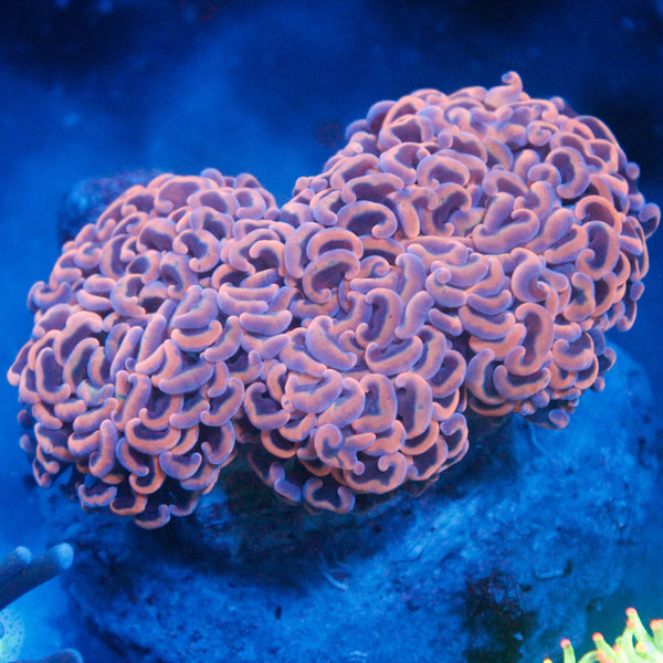 JC Orange Wall Hammer – Jersey Corals