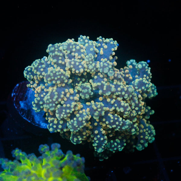 JC Green and Gold Octo – Jersey Corals