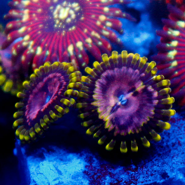 Purple Monster Zoa – Jersey Corals