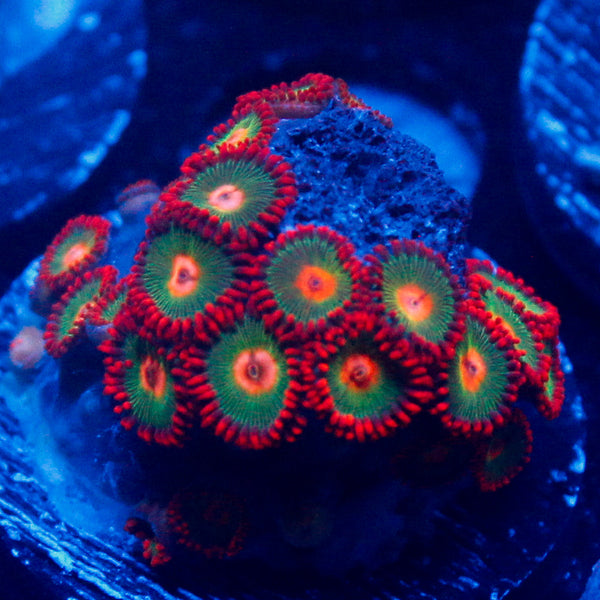 Rainbow Zoa – Jersey Corals