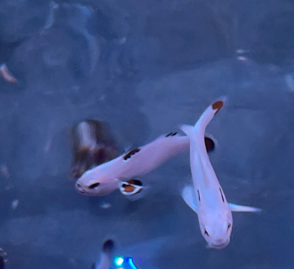 Platinum Storm Clownfish – Jersey Corals